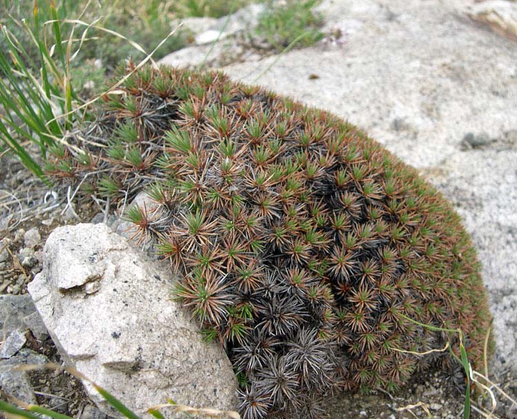 Акантолимон (Acantholimon) - описание, виды, фото, уход, содержание ...